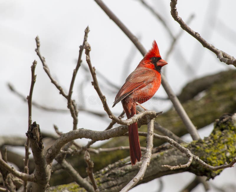 Male Northern Cardinal on Perched in a Tree Stock Photo - Image of ...