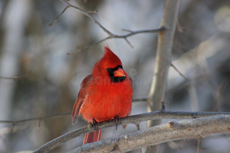 Male Northern Cardinal stock photo. Image of ornithology - 266509844