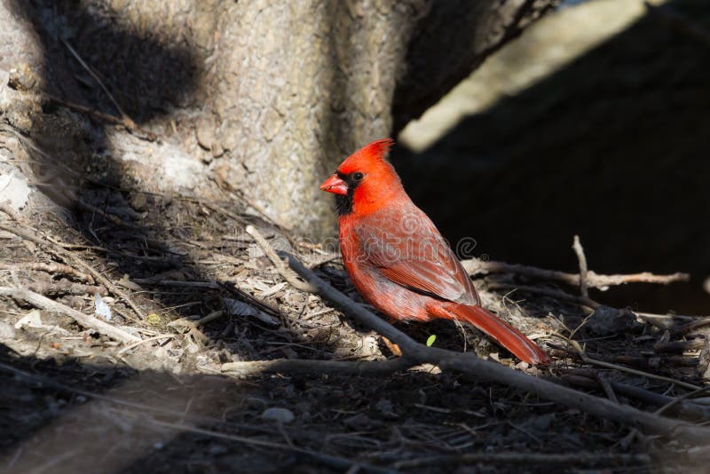 Male Northern Cardinal Posing in the Sun. Stock Image - Image of ...