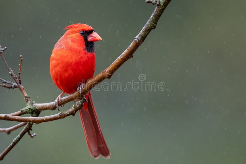 A Male Northern Cardinal stock photo. Image of natural - 359002124
