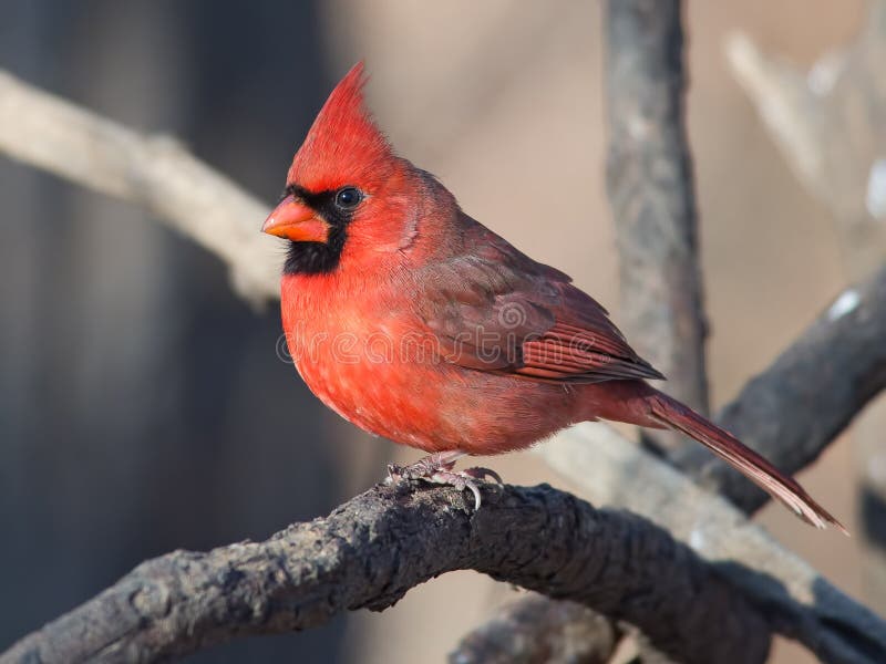 Male Northern Cardinal stock image. Image of bird, wildlife - 17596909