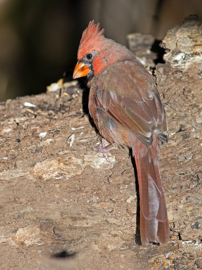 Male Northern Cardinal stock image. Image of bird, wildlife - 17596909