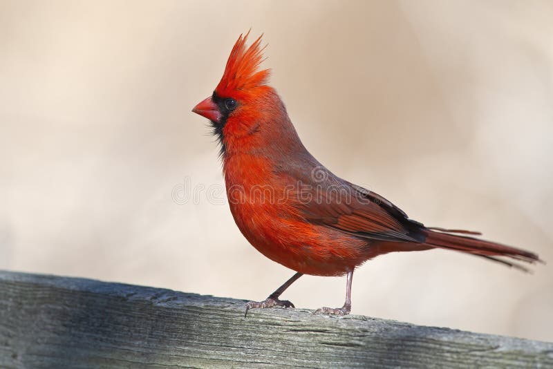 Male Northern Cardinal Standing on Fence Stock Image - Image of ...