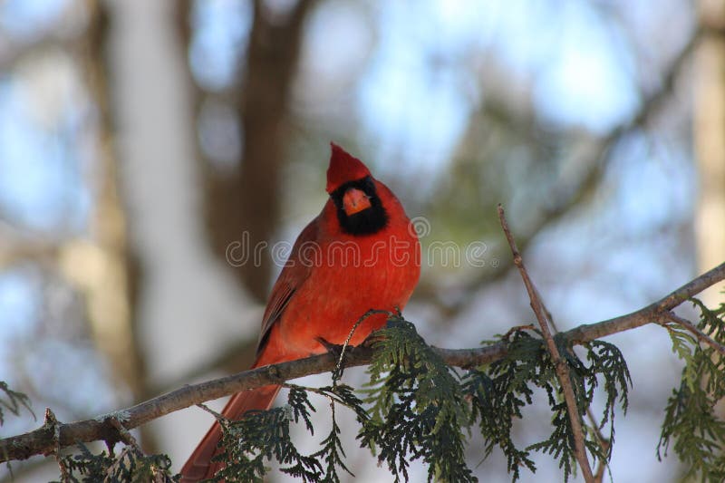 Male Northern Cardinal on a Tree Stock Image - Image of perched, nature ...