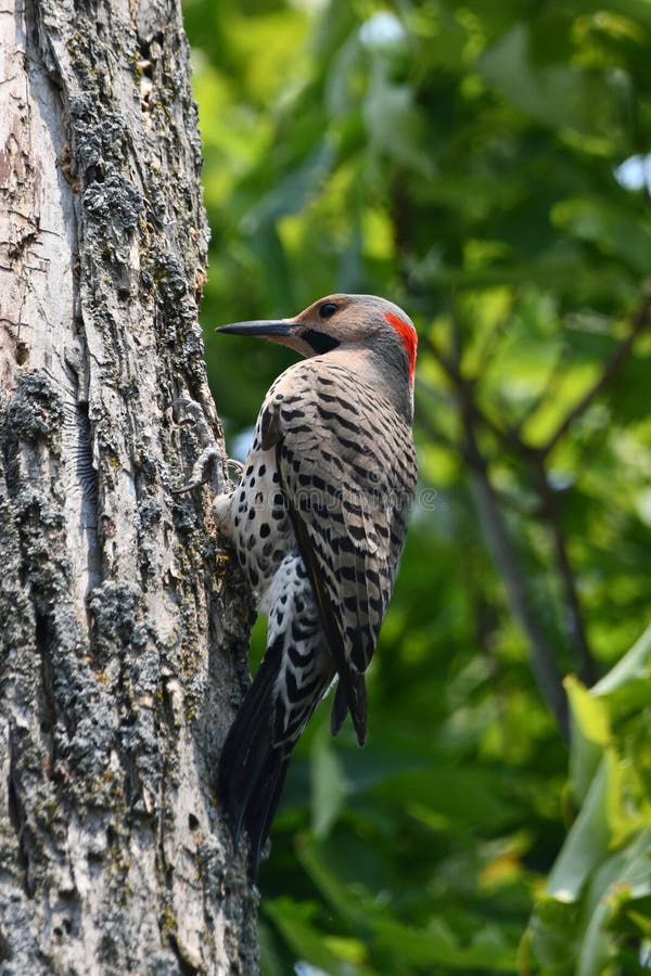 Male Northern Flicker Climbing Up the Side of a Tree Stock Image ...