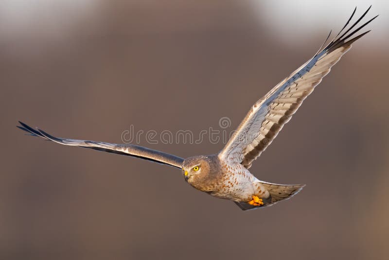 Northern Harrier Aka Gray Ghost Stock Image - Image of landing, yellow ...