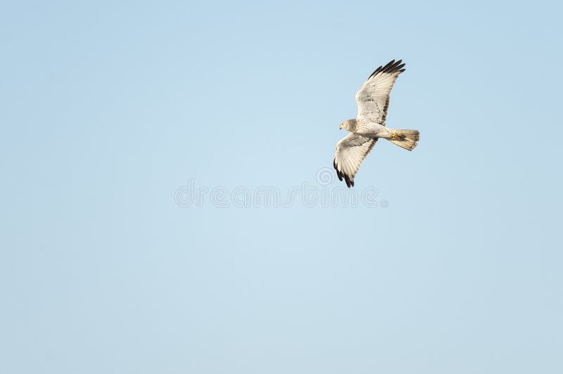 Male Northern Harrier in Flight Stock Image - Image of gooseberry ...