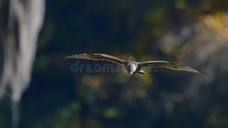 Male Northern Harrier (grey Ghost) Flying and Looking Down Stock Photo ...