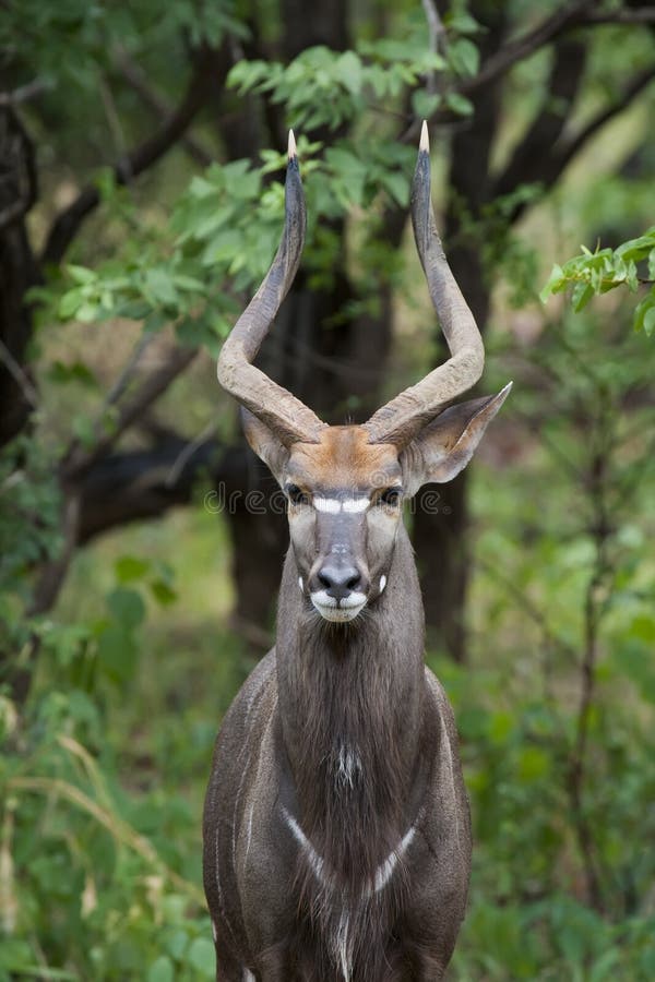 Nyala antelope male stock image. Image of tragelaphus - 10397347