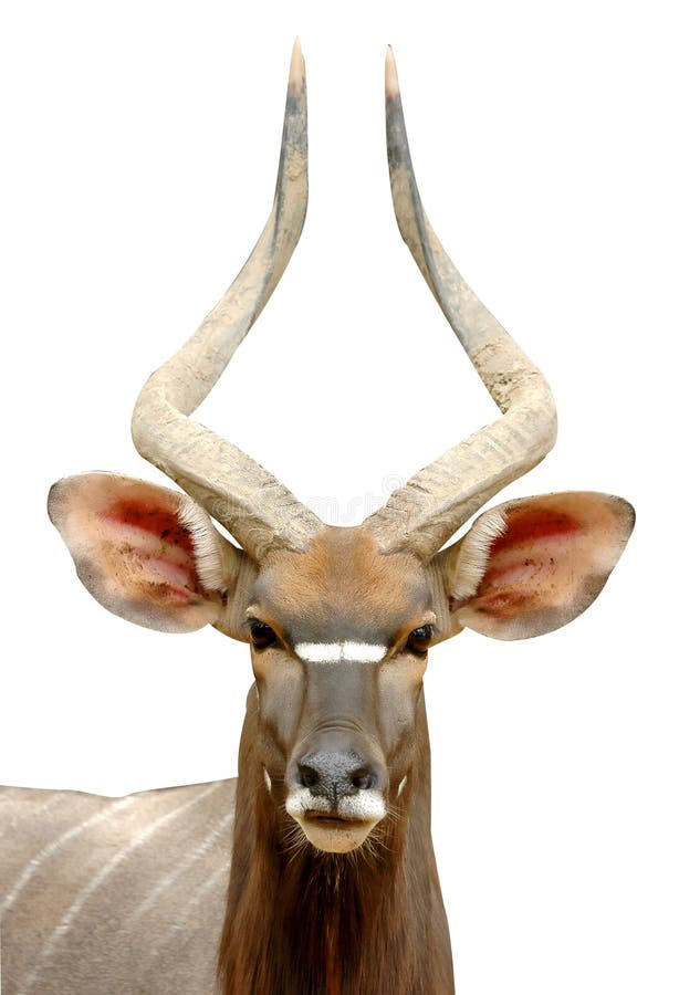Nyala Stock Images - Download 1,483 Royalty Free Photos