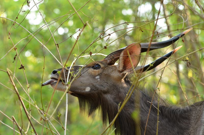 Male nyala stock photo. Image of garden, zoological, wildlife - 79254242