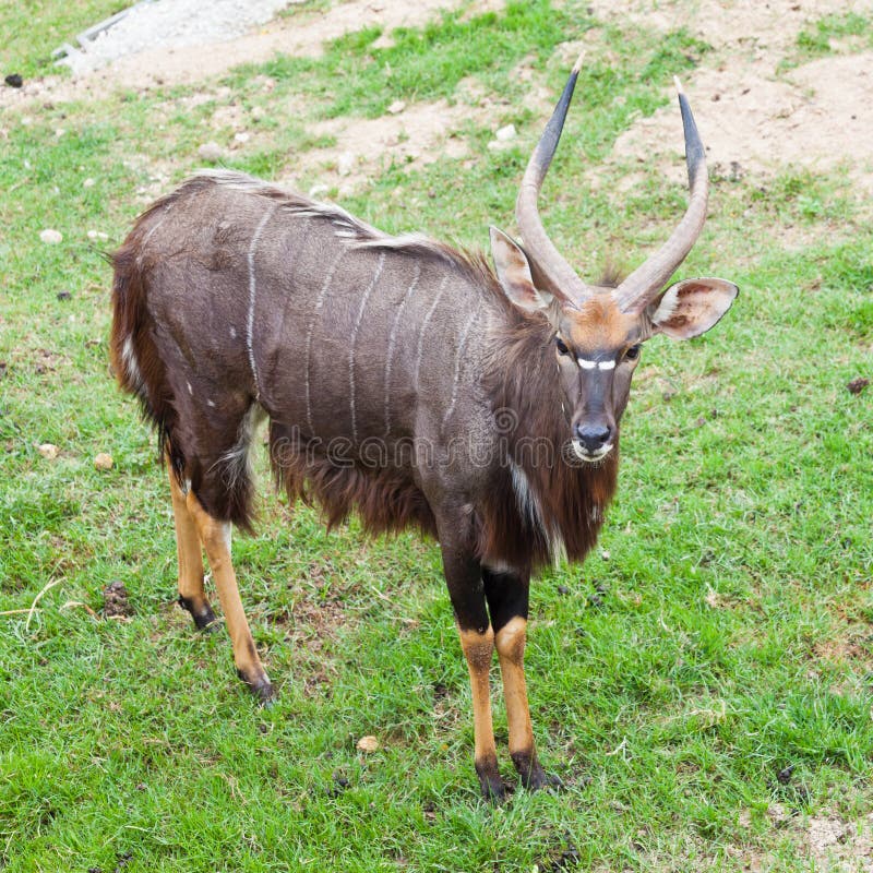 Male Of Nyala Antelope In Kruger NP,South Africa Stock Photo - Image of ...