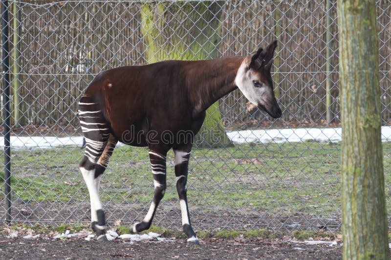Male Okapi, Okapia Johnstoni Stock Image - Image of male, okapi: 17970617