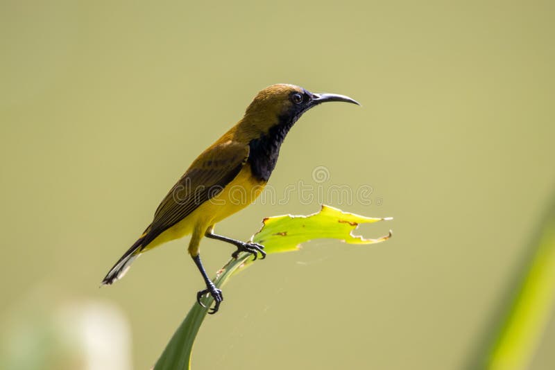 Male Olive Backed Sunbird, Cinnyris Jugularis Stock Image - Image of ...