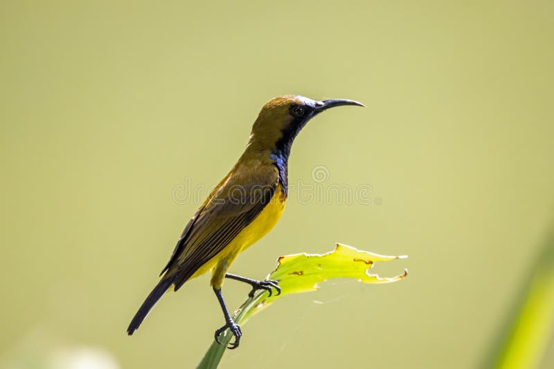 Male Olive Backed Sunbird, Cinnyris Jugularis Stock Photo - Image of ...