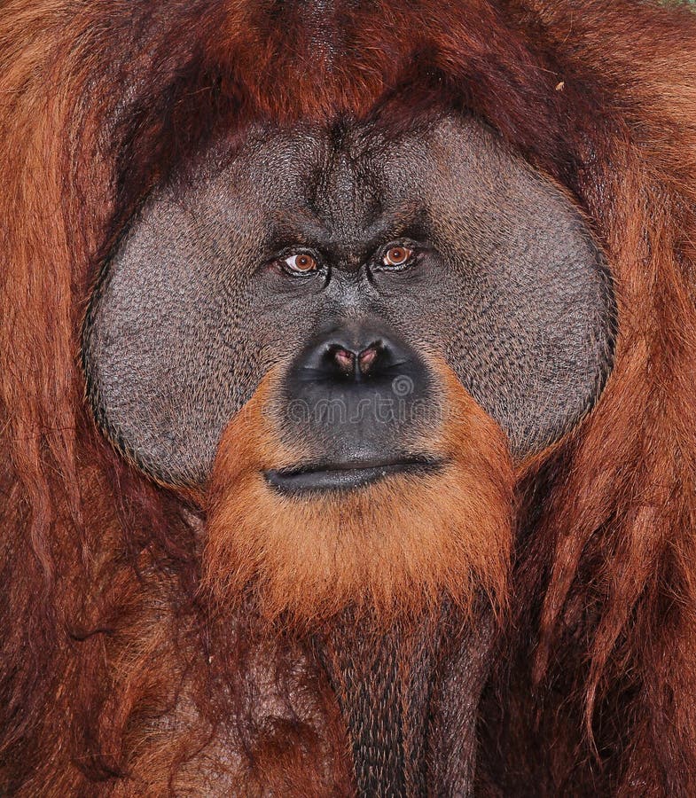 Male Orangutan stock image. Image of orangutang, adult - 31534077
