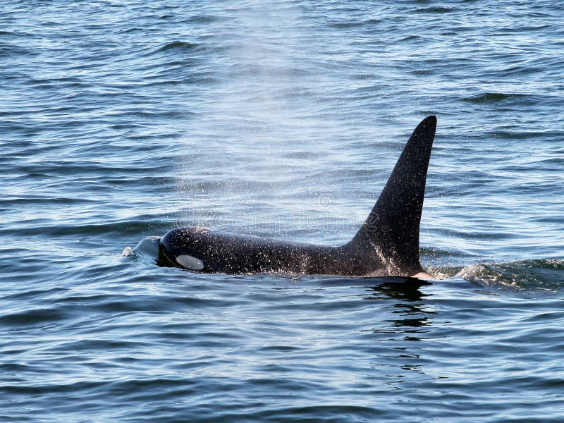 777 Orca Beach Stock Photos - Free & Royalty-Free Stock Photos from ...