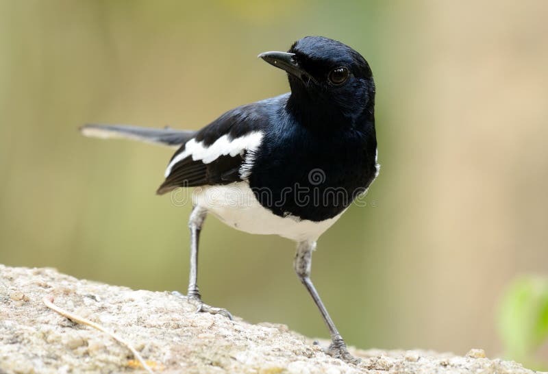Male oriental magpie-robin stock photo. Image of outdoor - 68272268