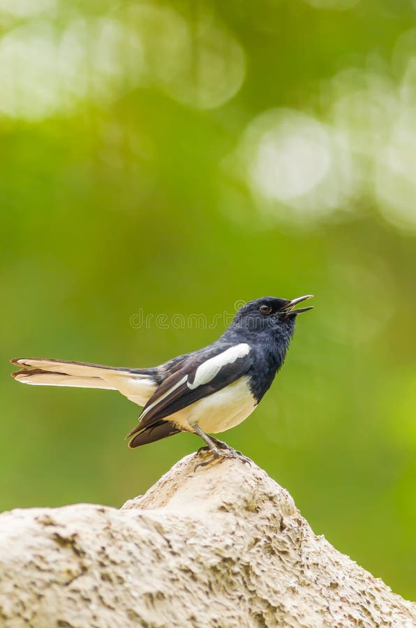 Male Oriental Magpie Robin Bird Stock Photo - Image of closeup, nature ...