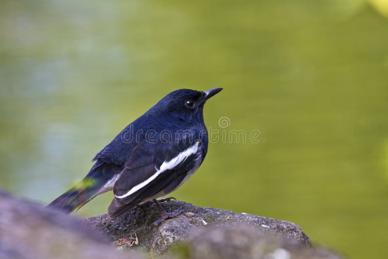 Male Oriental Magpie-Robin,Copsychus Saularis Stock Image - Image of ...