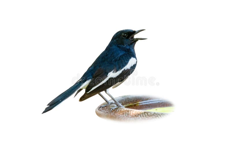 984 Oriental Magpie Robin White Background Stock Photos - Free ...