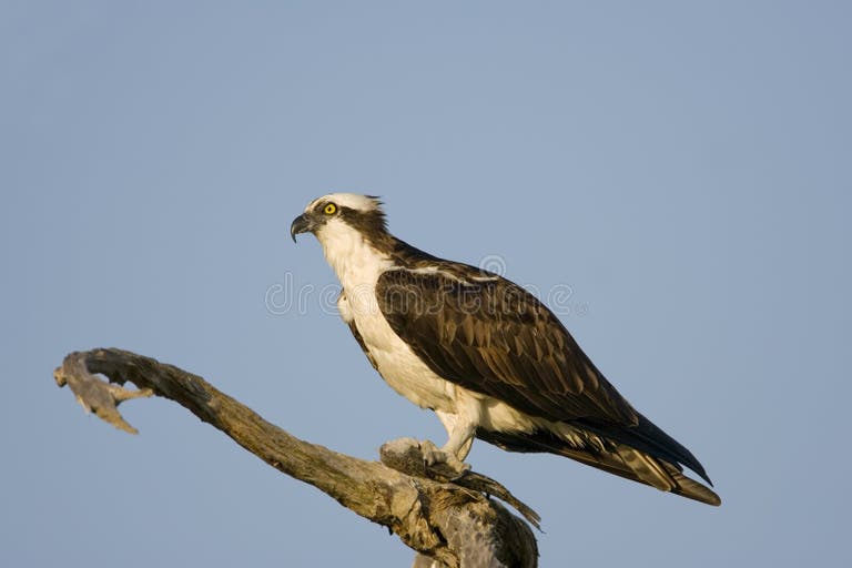 Male Osprey Eating a Fish in a Tree Stock Image - Image of wildlife ...