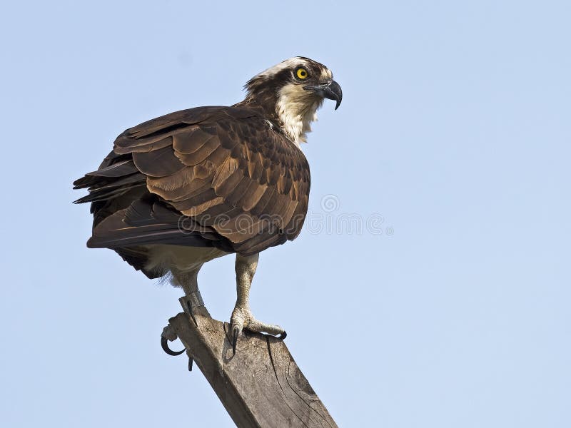 Male Osprey at Nest stock image. Image of fish, nest - 90646861
