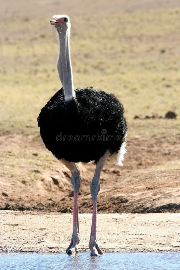 Ostrich Drinking Water stock photo. Image of feather - 24420128