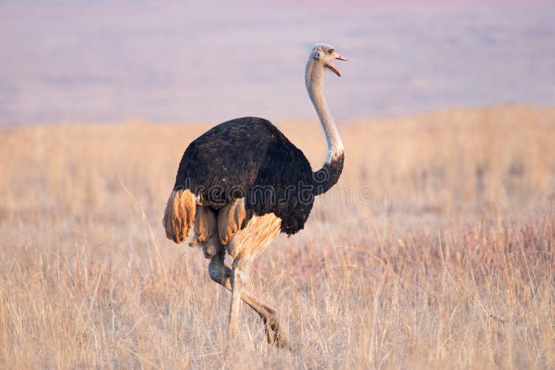 Male Ostrich in grasslands stock photo. Image of savanna - 64992268
