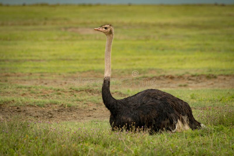 Male Ostrich Lying on Grass Looks Ahead Stock Image - Image of beak ...