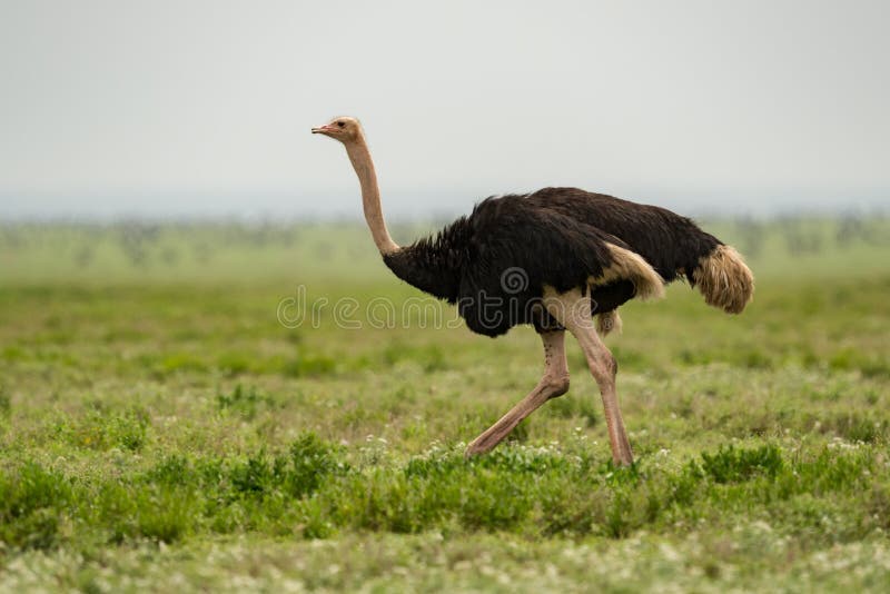 627 Ostrich Running Stock Photos - Free & Royalty-Free Stock Photos ...
