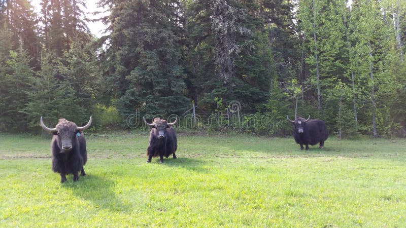 Male Pack Yaks stock photo. Image of columbia, pack, yaks - 54600620