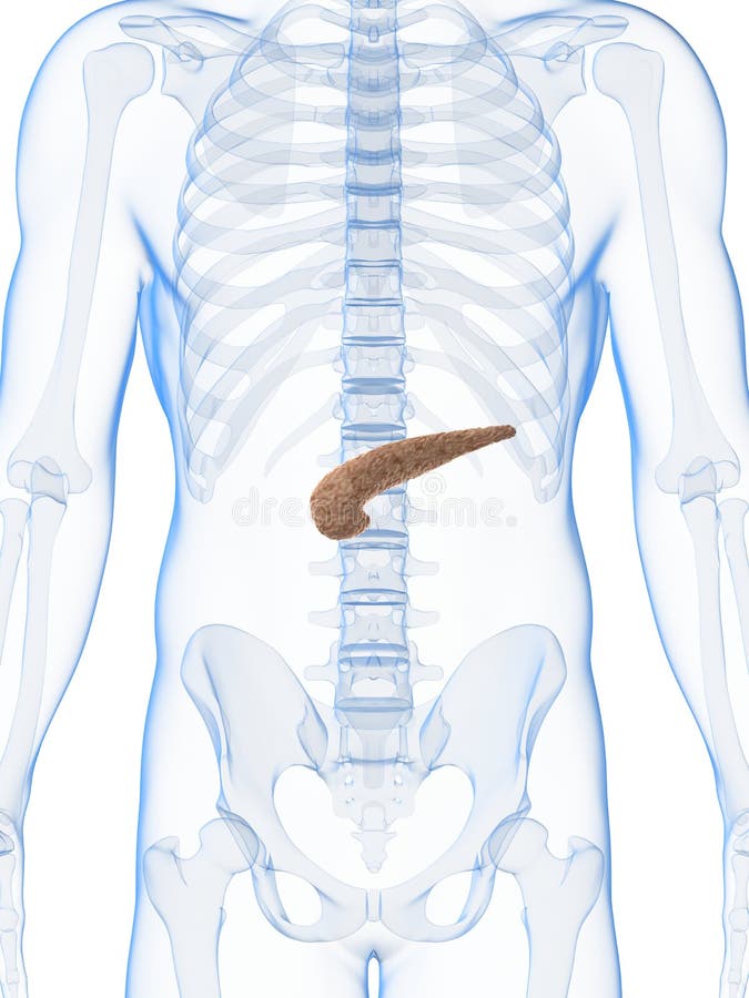 Young child - pancreas stock illustration. Illustration of pancreas ...