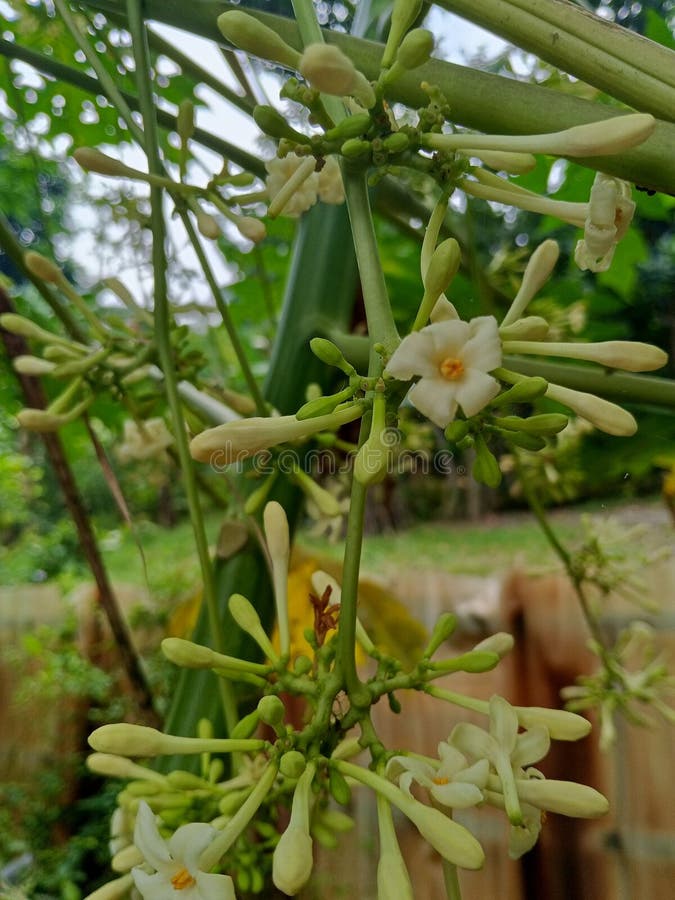 Male Papaya As Herbal Medicine Stock Image - Image of medicine, herbal ...