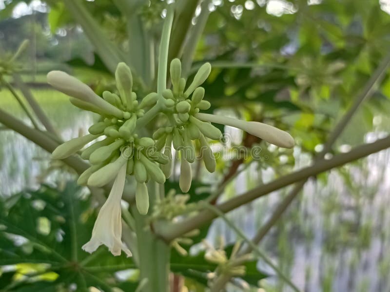 110 Male Papaya Flower Stock Photos - Free & Royalty-Free Stock Photos ...