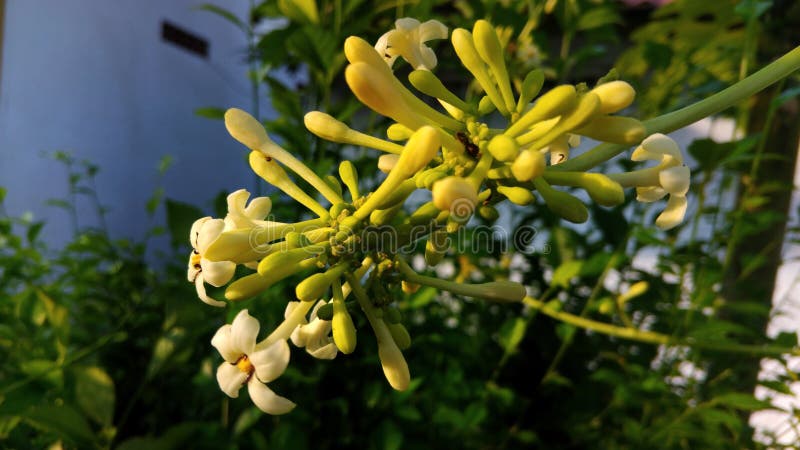 Male Papaya Flowers on the Tree. Close-up Stock Photo - Image of close ...