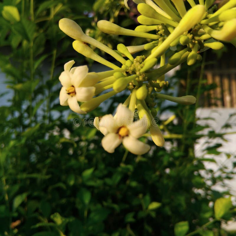 Male Papaya Flowers on the Tree. Close-up Stock Image - Image of ...