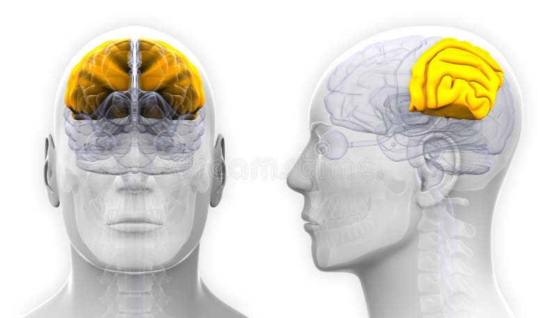 Brain Anatomy Side Stock Illustrations – 2,114 Brain Anatomy Side Stock ...