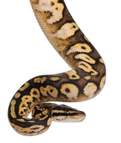 Male Pastel Calico Python, Royal Python Stock Image - Image of ...