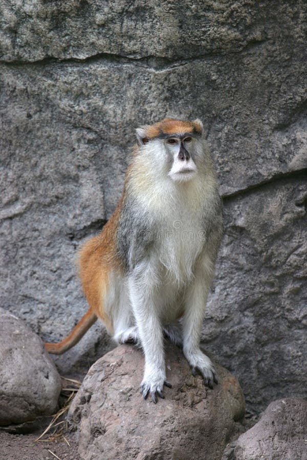 Patas monkey portrait stock photo. Image of beautiful - 4638454