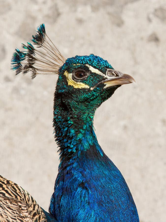 Male peacock stock image. Image of color, common, neck - 27340831