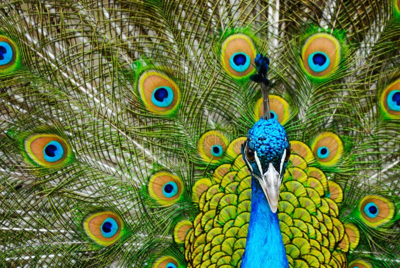 Close-up Portrait of Male Peacock Stock Image - Image of elegance ...