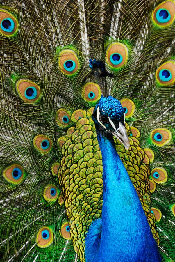 Yellow Peacock Feathers