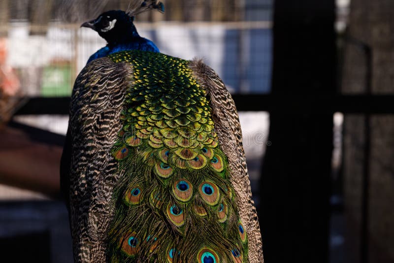 A Male Peacock with a Beautiful Bright Plumage. View from the Back ...