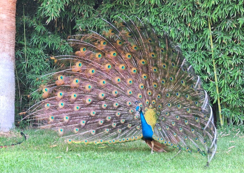 Male Peacock with Feathers Up Stock Photo - Image of bird, tropical ...