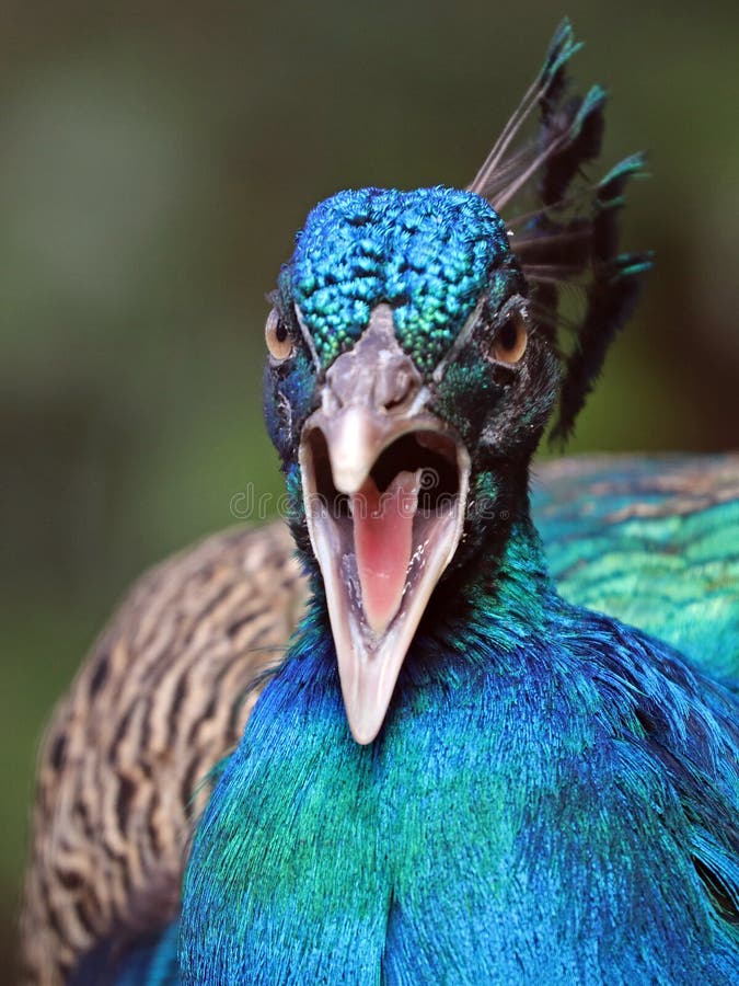 Peacock stock image. Image of showing, beauty, green - 105017365