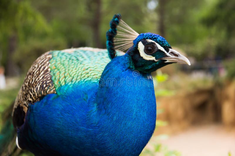 Male peacock-3 stock image. Image of wild, beautiful - 103694253