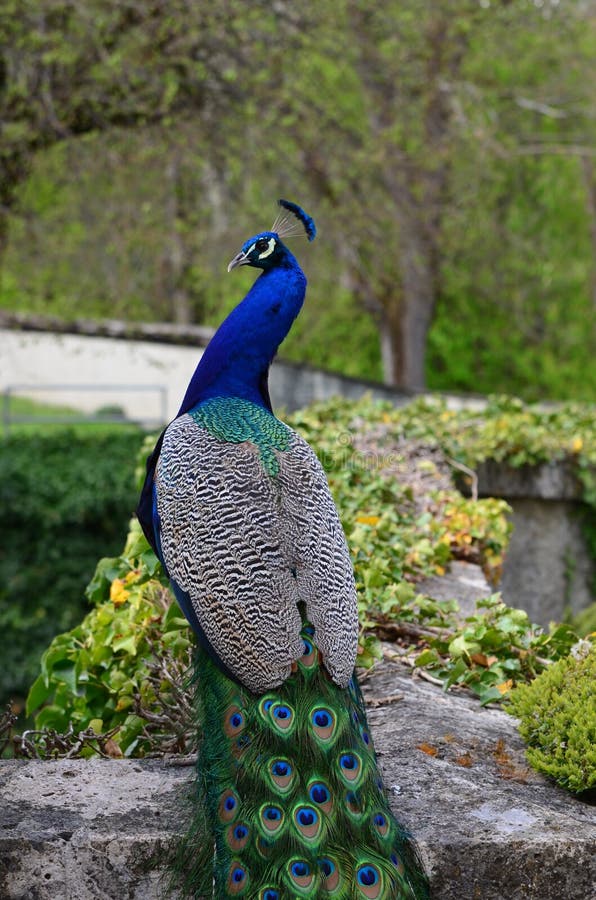Peacock stock photo. Image of green, peacock, vertical - 24681236