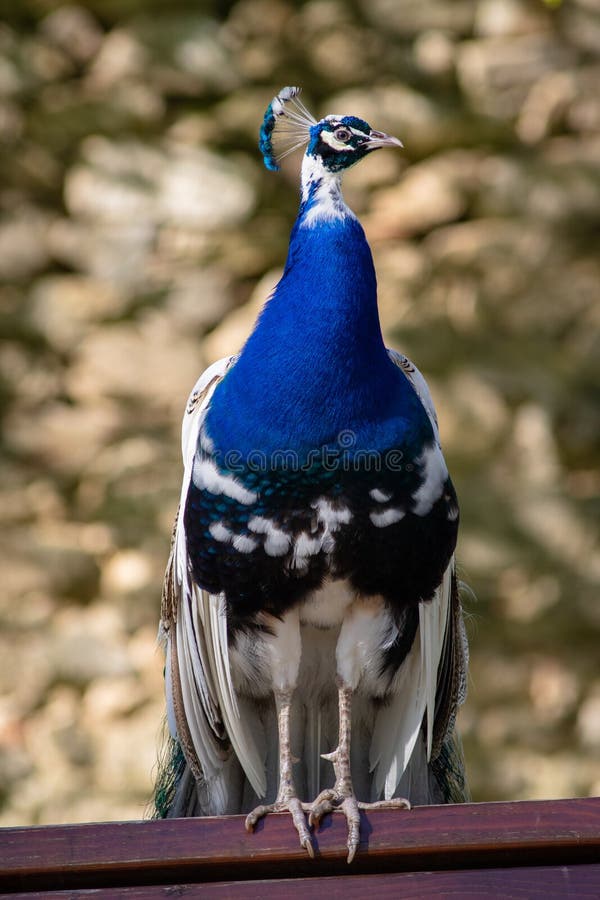 Male Peacock Perched on a Bench Stock Image - Image of animal ...