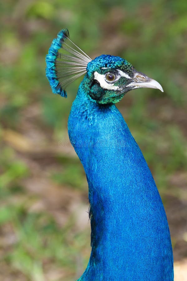 Male Peafowl or Peacock Displaying Feathers Around Stone the Temples at ...